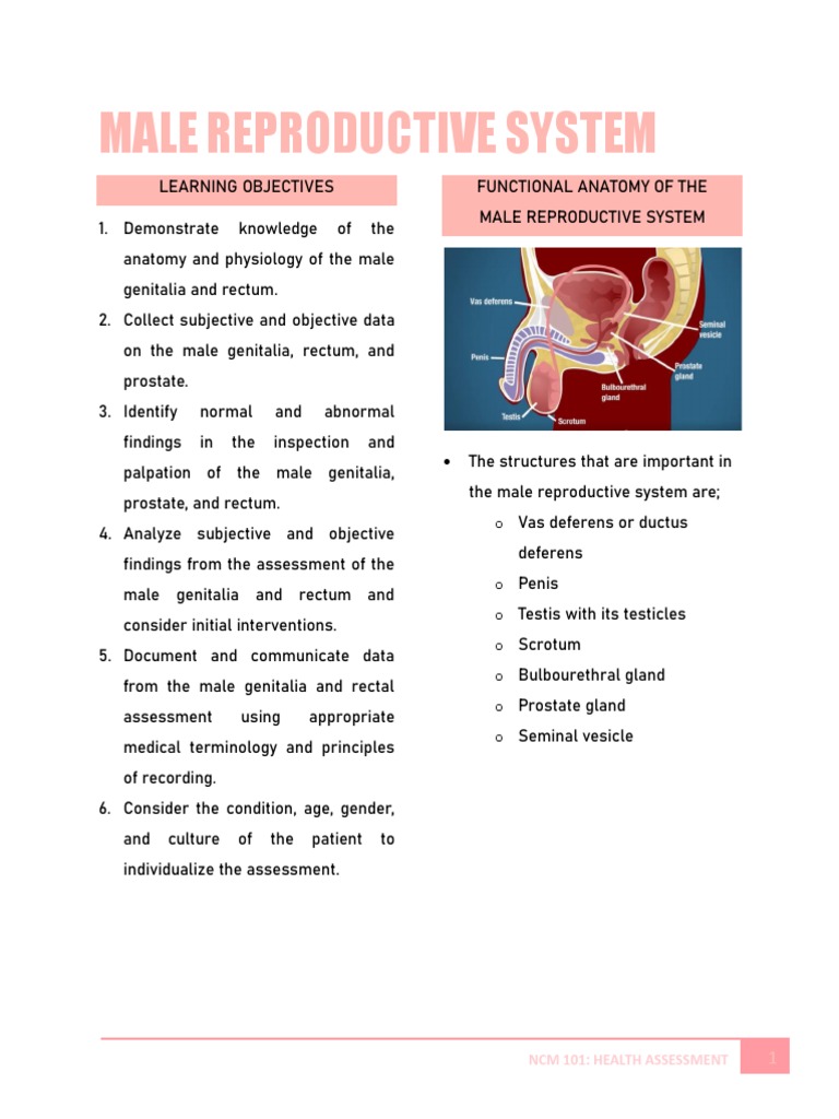 NCM 101 Assessing Male Genitalia | PDF | Testicle | Erectile Dysfunction