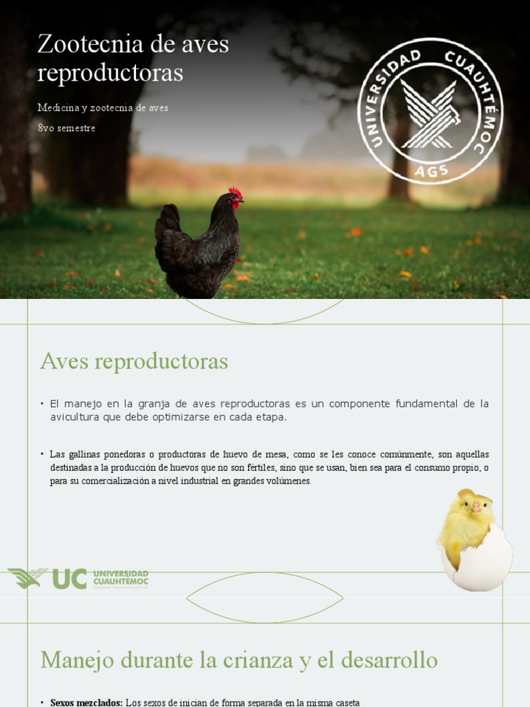 Zootecnia de Aves Reproductoras | PDF