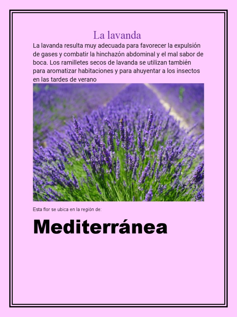 La Lavanda | PDF