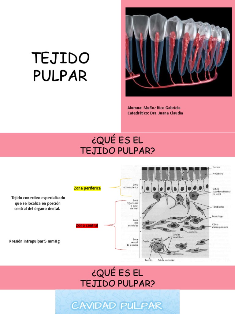Estructura y Función del Tejido Pulpar | PDF | Histología | Fisiología