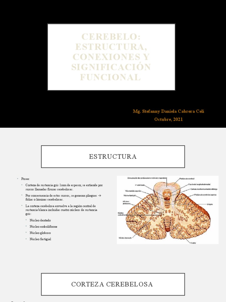 Clase 6 Cerebelo | PDF | Cerebelo | Neurona