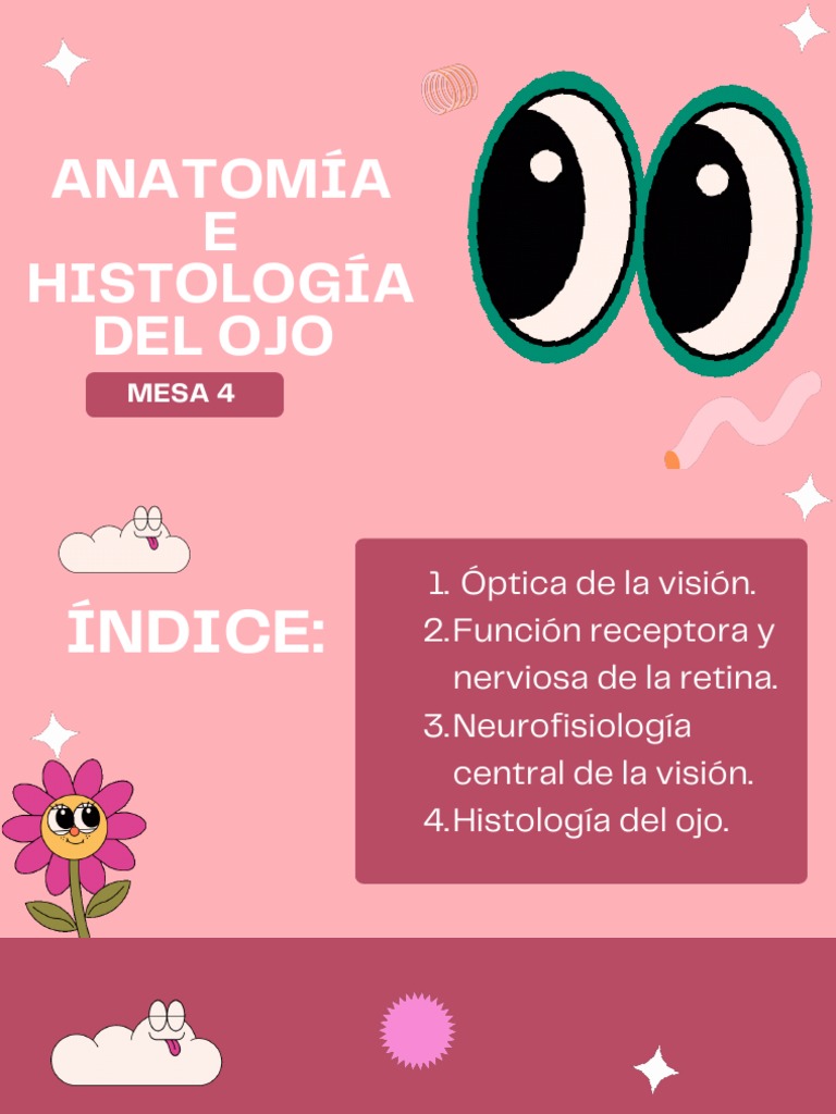 Anatomia e Histologia Del Ojo | PDF | Ojo humano | Percepción visual