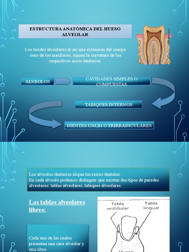 Estructura Hueso Alveolar | PDF