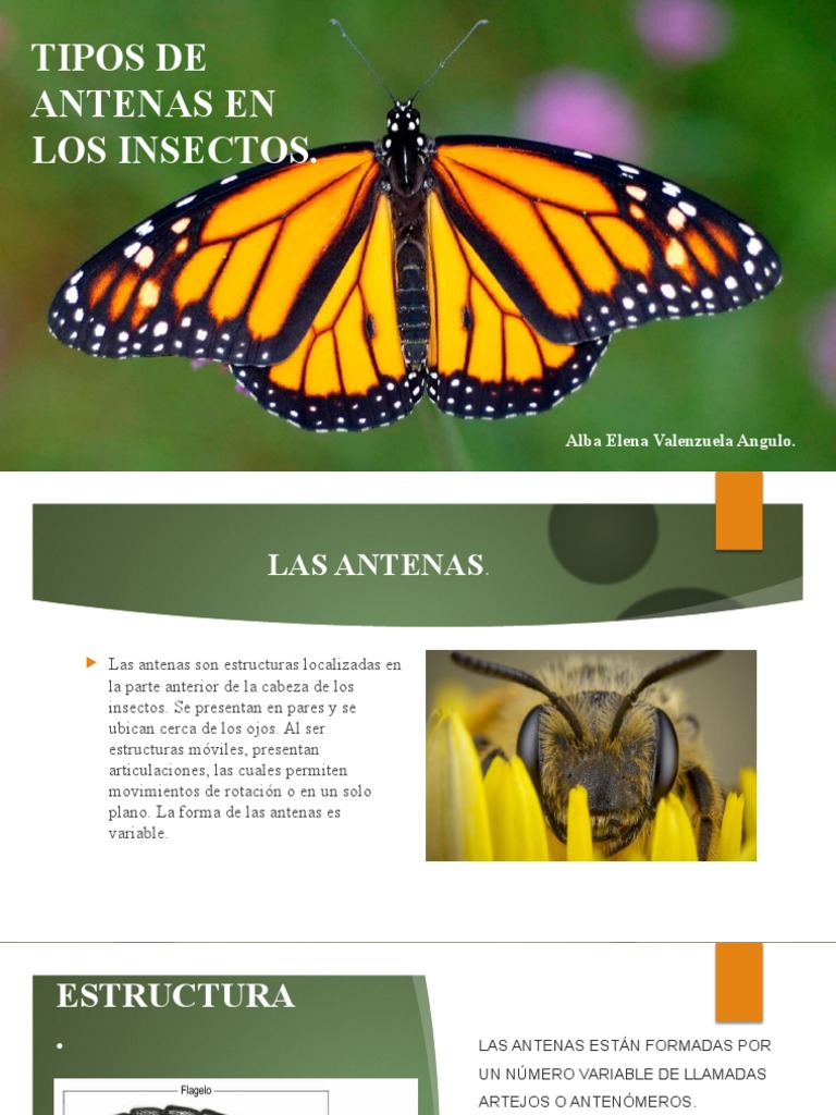 Antenas de Insectos | PDF | Insectos | Artrópodos