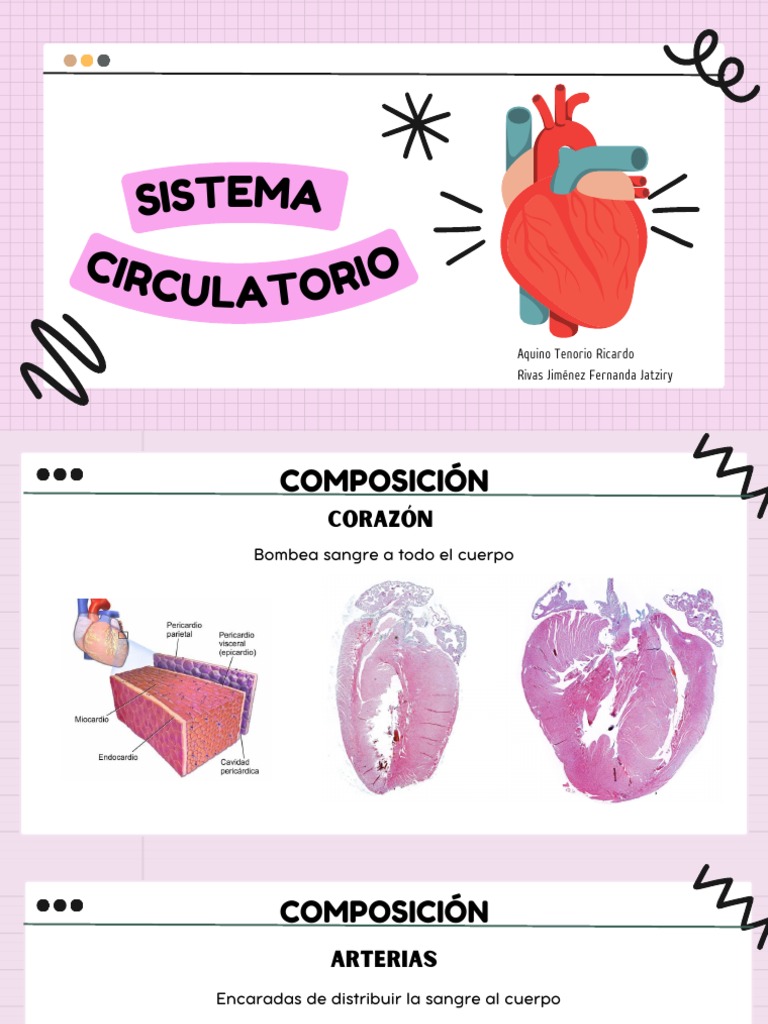 Sistema Circulatorio Pdf Corazón Vena