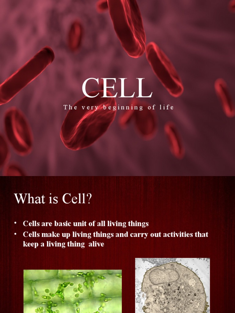 Class Vii CELL | PDF | Cell (Biology) | Cytoplasm