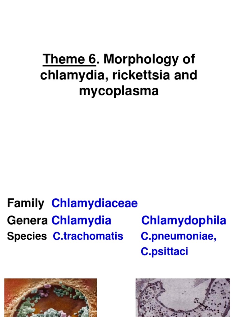 Theme 6 Chlamydia | PDF | Immunology | Clinical Medicine