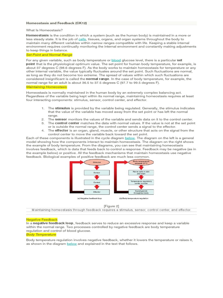 Homeostasis and Feedback - OfFLINE STATION | PDF | Homeostasis ...