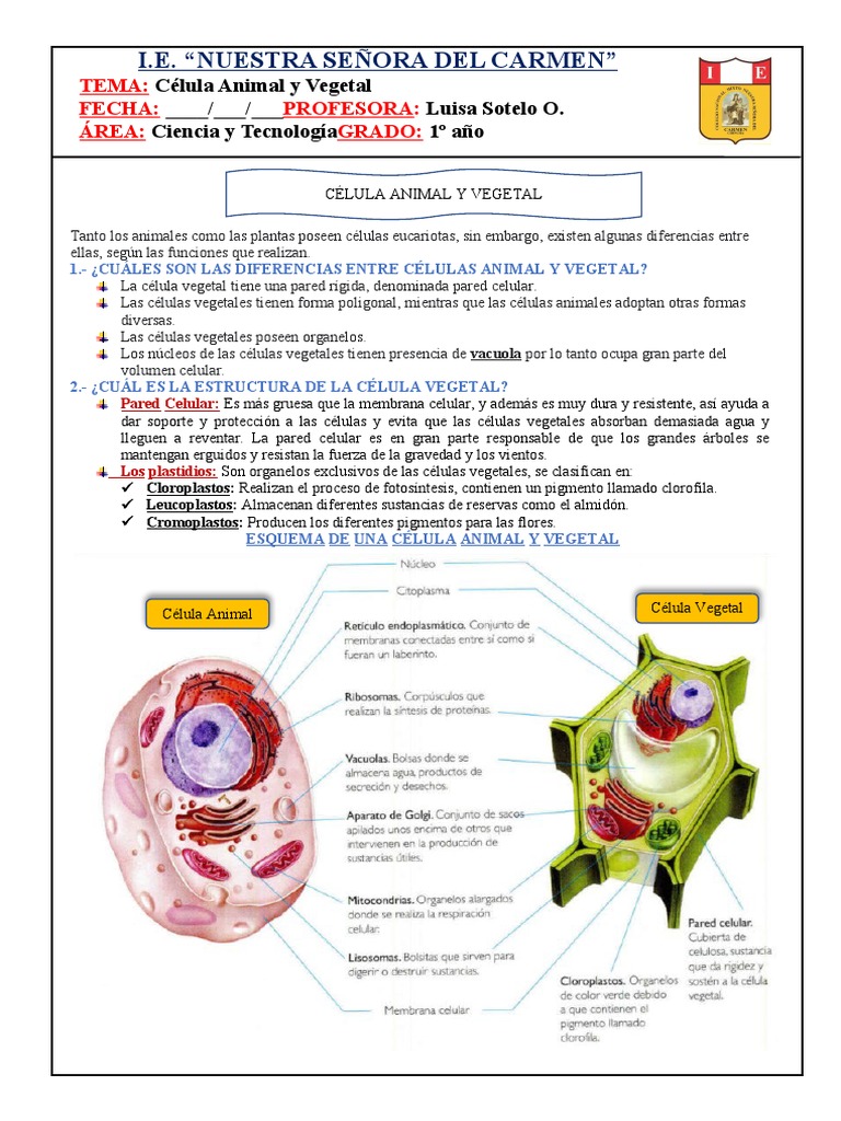 Diferencias entre Células Animal y Vegetal | PDF