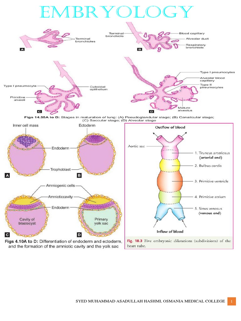 Embryology | PDF