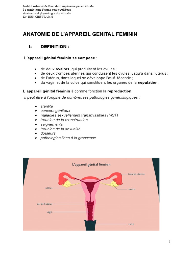 Anatomie Génitale Féminine et Pathologies | PDF