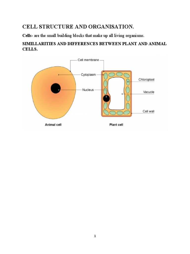 Cell Structure and Organisation Notes | PDF | Endoplasmic Reticulum ...