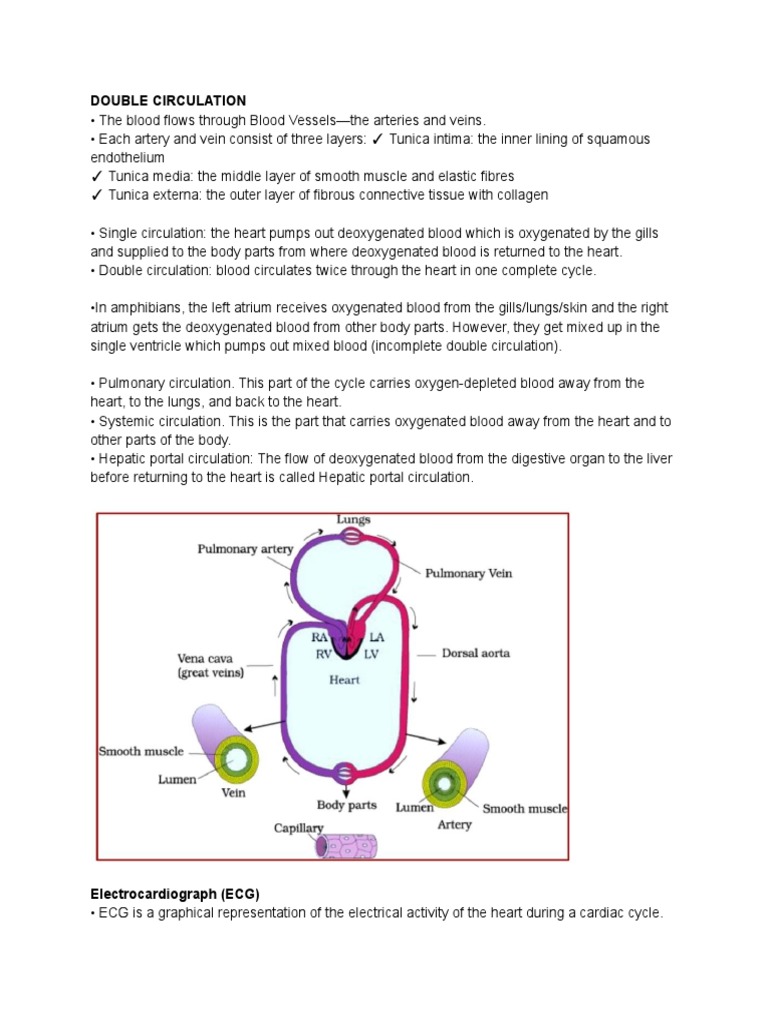 The Mechanisms of Double Circulation and its Representation on an ...