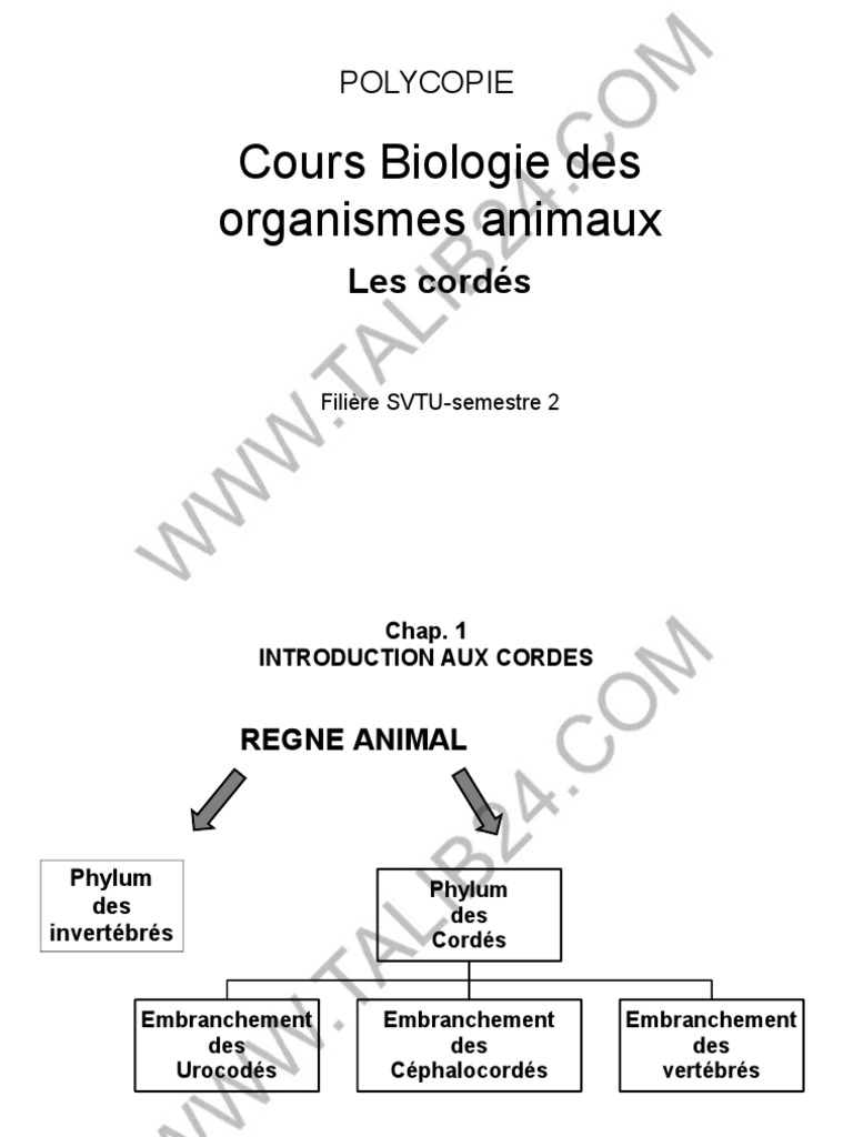 Cours BA Cordés S2 1 - Watermark - Compressed | PDF | Aorte | Amphibiens