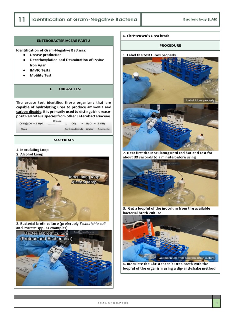 M11 Bacte Lab | PDF | Bacteria | Chemistry M11 Bacte Lab | PDF | Bacteria | Chemistry