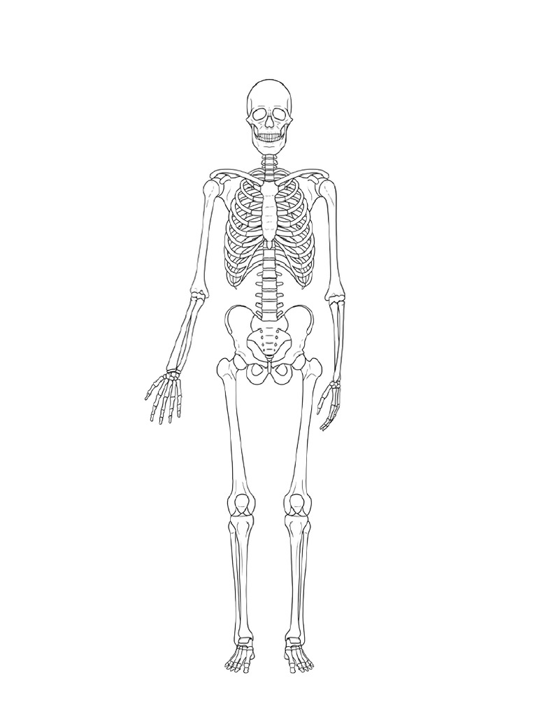 Esqueleto Pdf