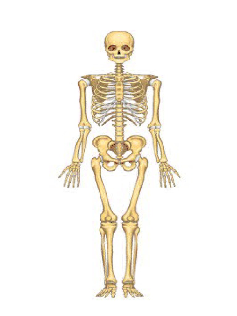 Esqueleto Humano | PDF