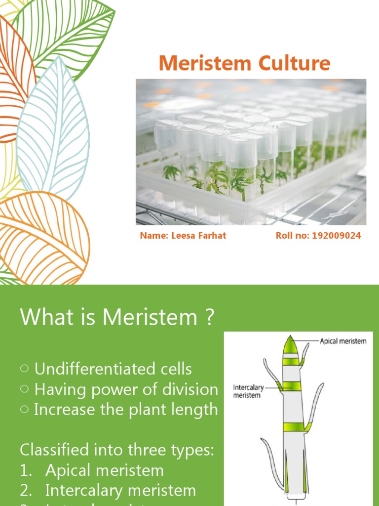 Meristem Culture | PDF | Root | Plant Hormone