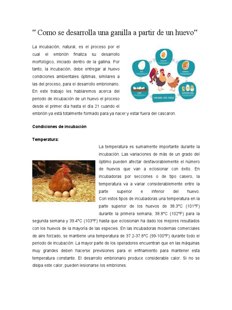 Como Se Genera Una Gallina Dentro de Huevo | PDF | Huevo | Embrión