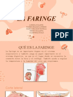 Músculos Constrictor y Rafe Faríngeo | PDF | Cabeza y cuello humanos ...