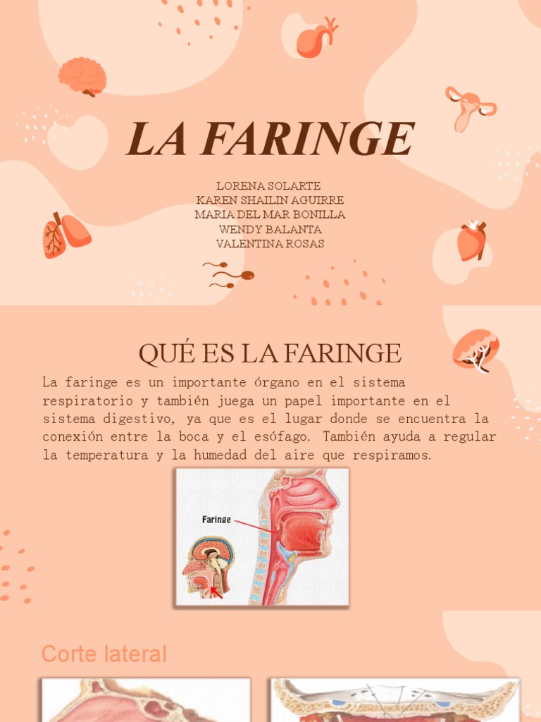 La Faringe | PDF | Esófago | Anatomía humana