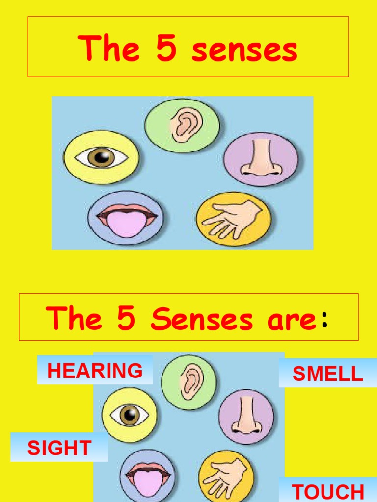 Understanding the 5 Senses for Kids | PDF