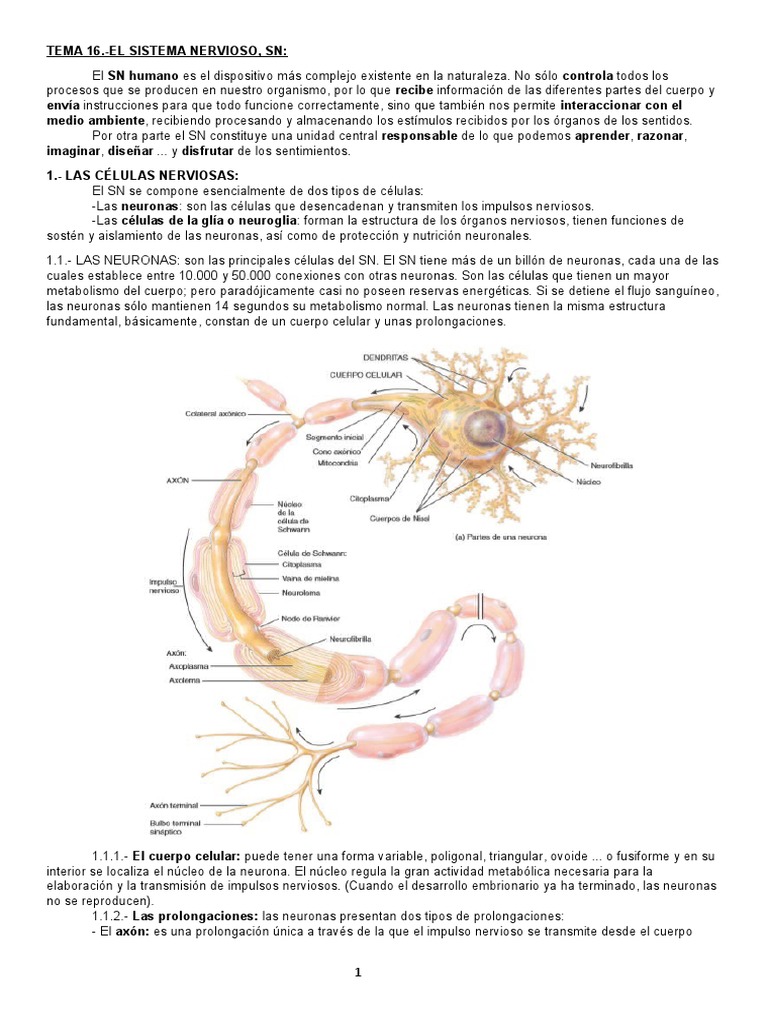 Tema 16 Sistema Nervioso | PDF