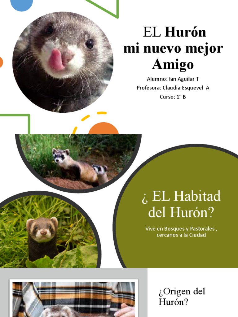 EL Hurón | PDF
