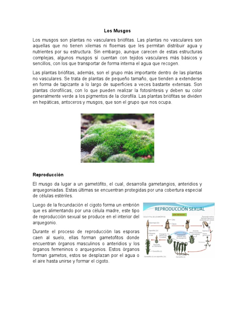 Ciclo y Reproducción de Musgos | PDF | Musgo | Plantas