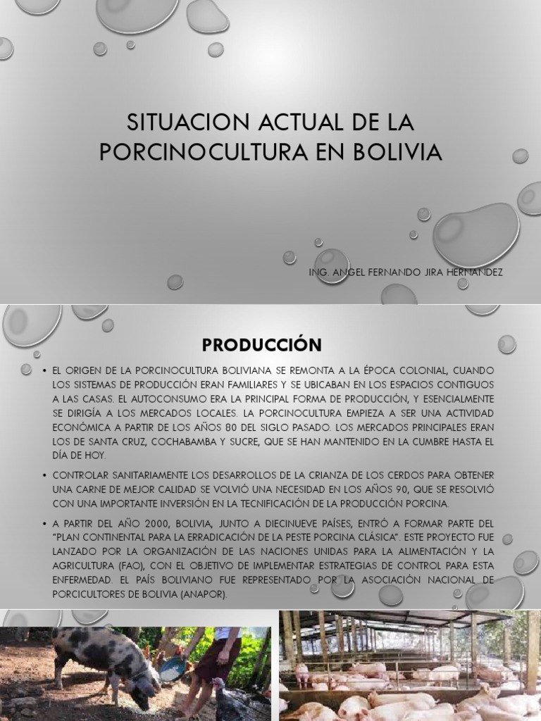 Tema Vi Situacion Actual de La Porcinocultura en Bolivia | PDF