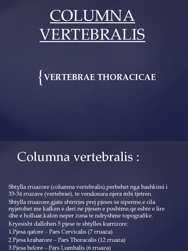 Columna Vertebralis | PDF