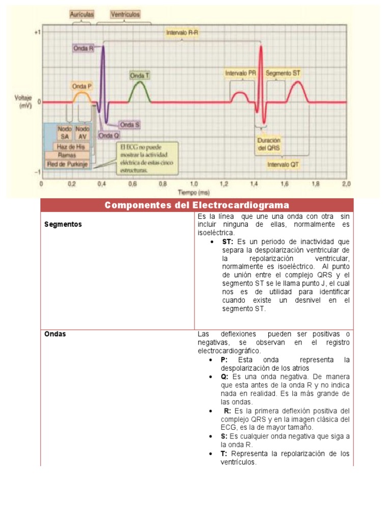 Componentes Del Electrocardiograma | PDF | Electrocardiografia ...