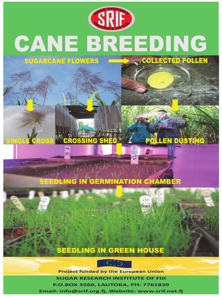 Sugarcane Breeding | PDF