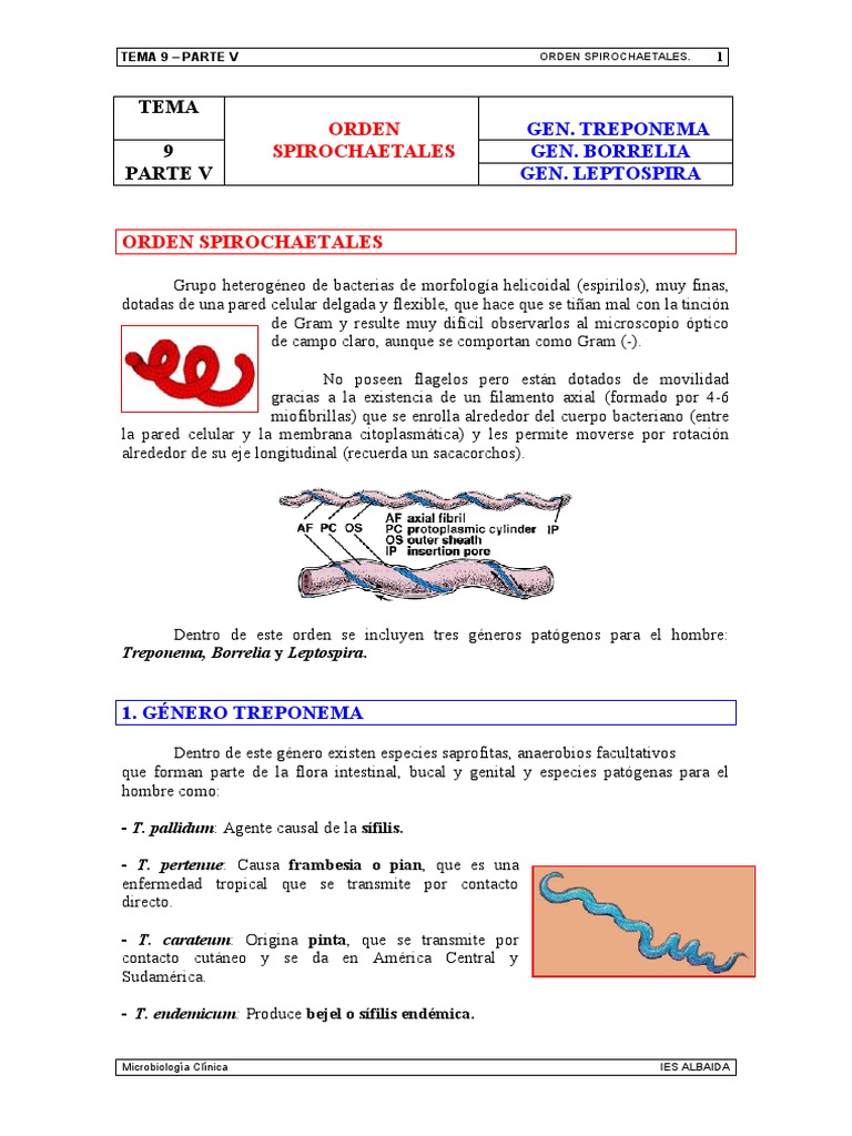 TEMA 9 - Parte V - Espiroq - Borre - Leptosp-1 | PDF