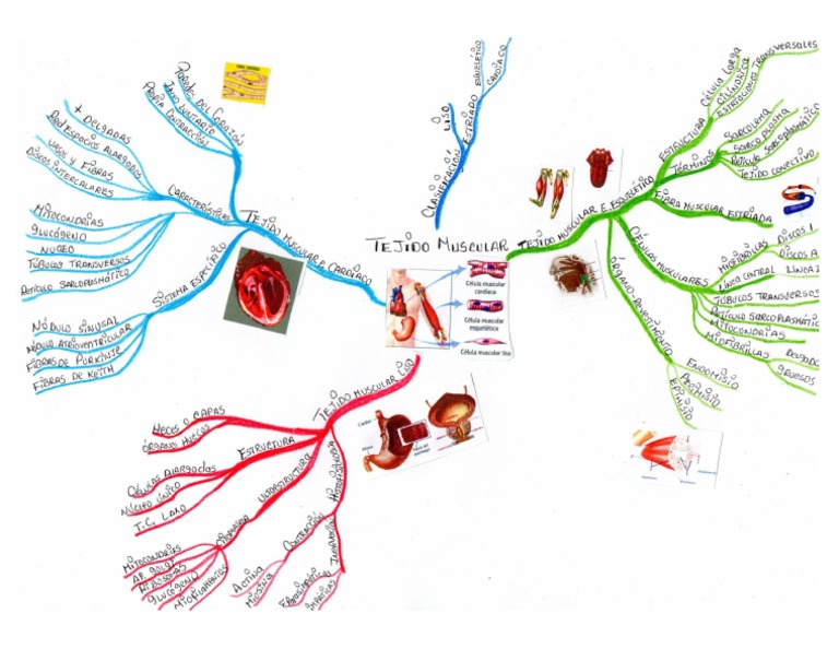 Mapa Mental Tejido Muscular | PDF