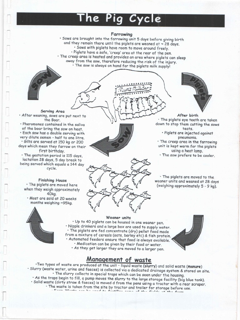 The Pig Cycle | PDF