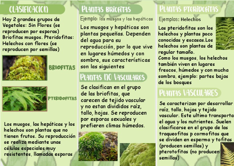 Triptico Parte 2 | PDF