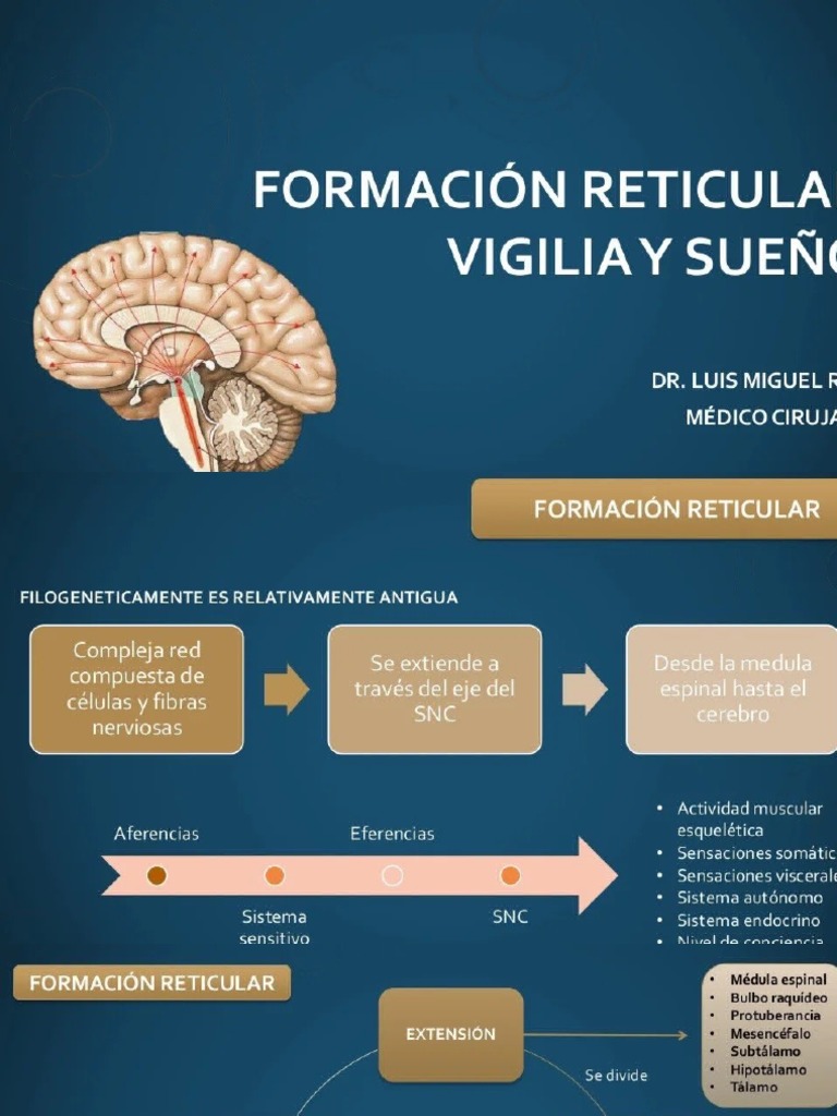TEMA 8 Formación Reticular | PDF