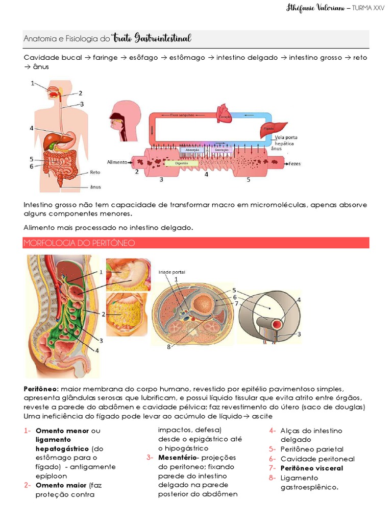 Anatomia e Fisiologia do Trato Gastrointestinal pdf | PDF | Estômago ...