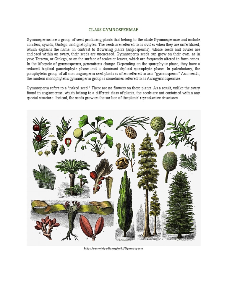 Gymnosperms: Seed-Producing Plants | PDF | Science & Mathematics