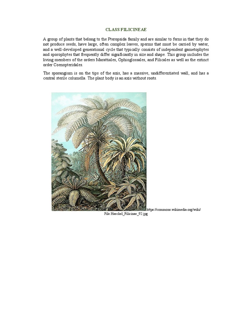 An Introduction to the Fern-Like Plant Group Class Filicineae: Defining ...