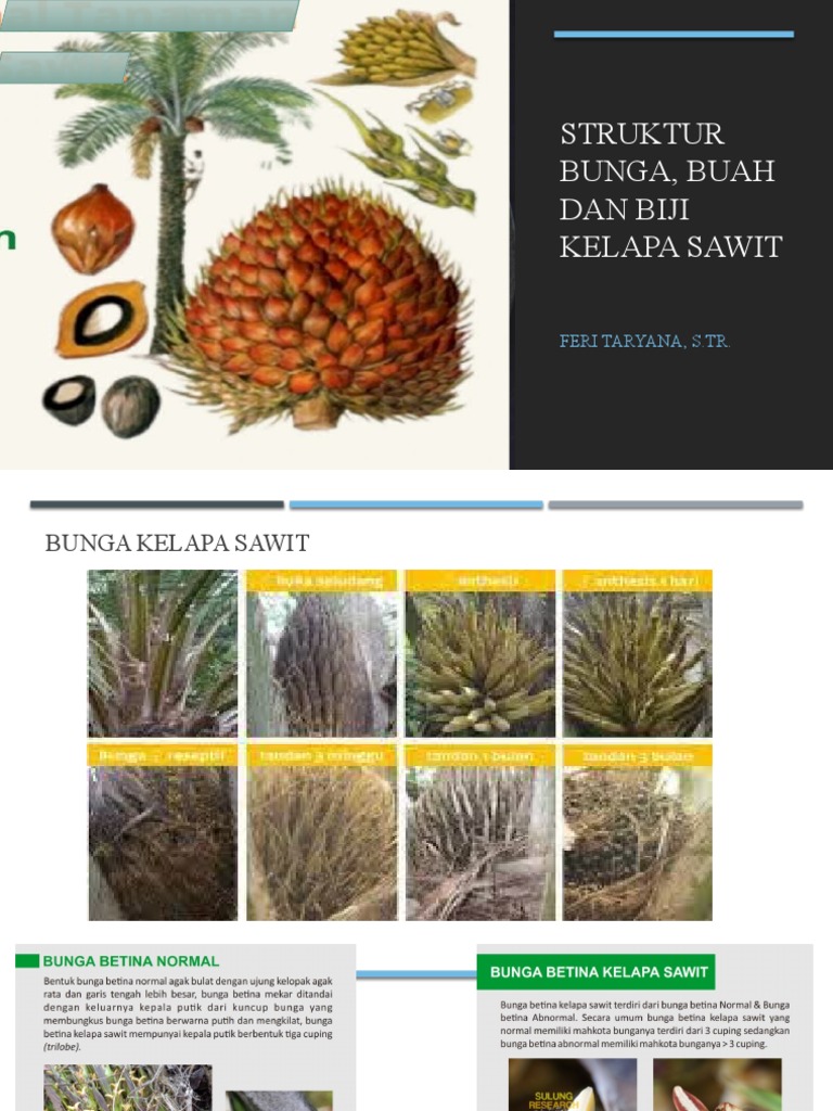 Acara 1 - Struktur Bunga, Buah Dan Biji Kelapa Sawit | PDF
