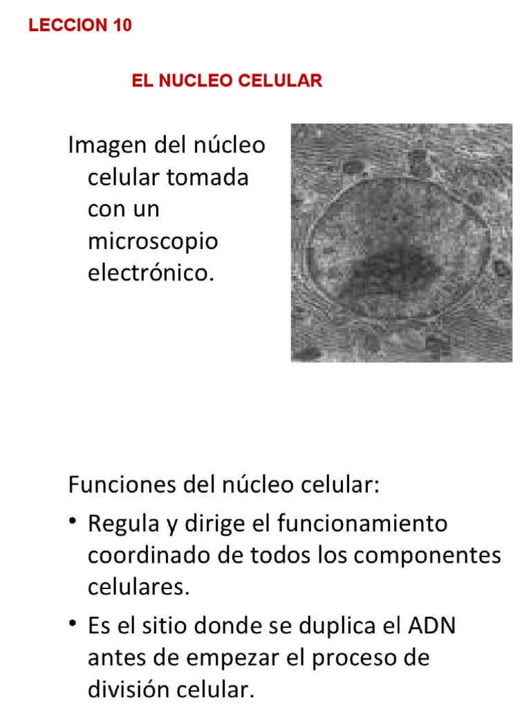 Leccion 10 El Nucleo Celular | PDF