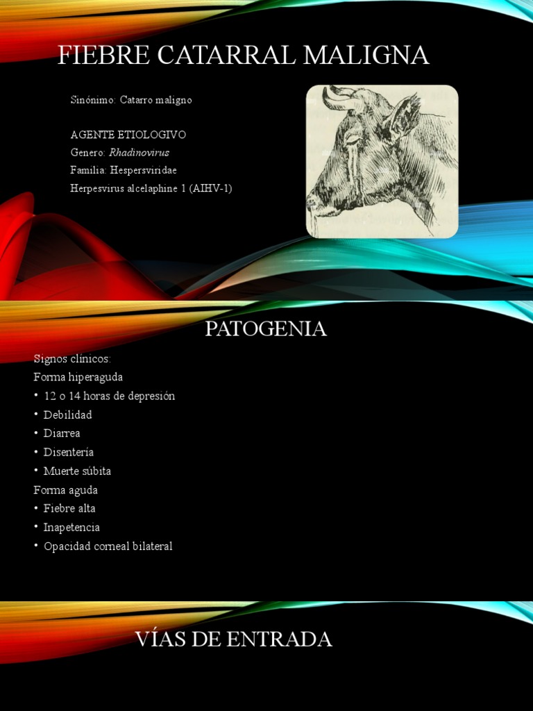 Fiebre Catarral Maligna | PDF