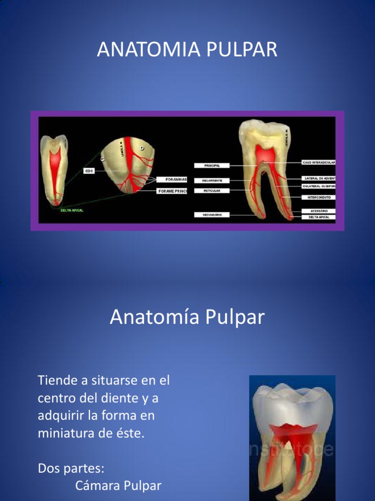 Anatomía de la Cámara Pulpar y Radicular | PDF