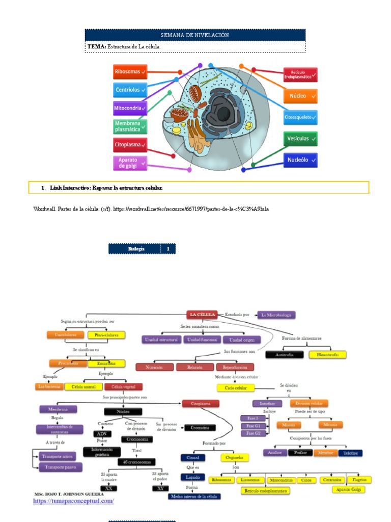 Celula | PDF | Biología Celular) | Citoplasma
