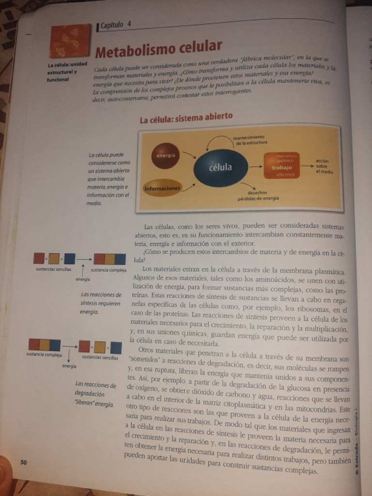 Metabolismo Celular | PDF