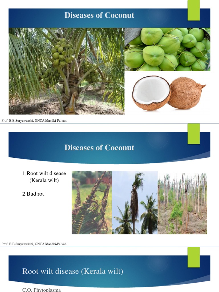 Diseases of Coconut. | PDF | Coconut | Trees