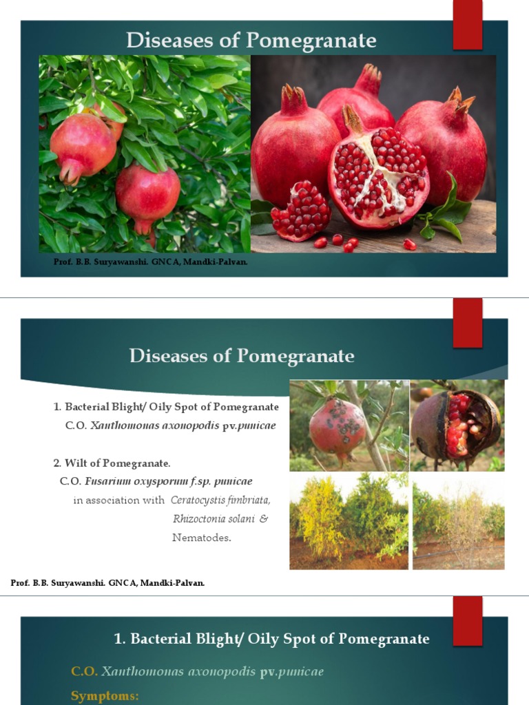 12. Diseases of Pomegranate | PDF | Microbiology | Pest (Organism)