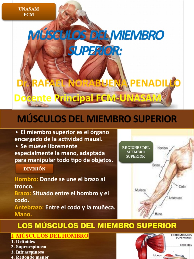 Músculos del Miembro Superior | PDF | Codo | Hombro